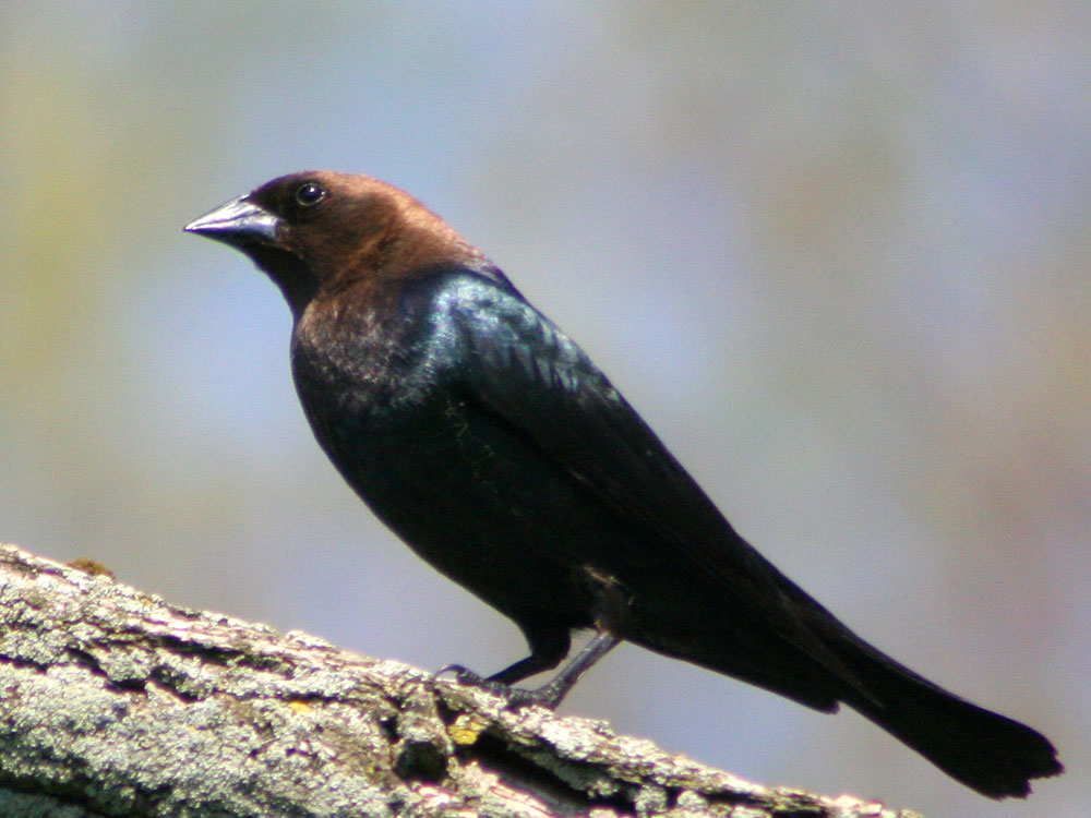 Vacher à tête brune